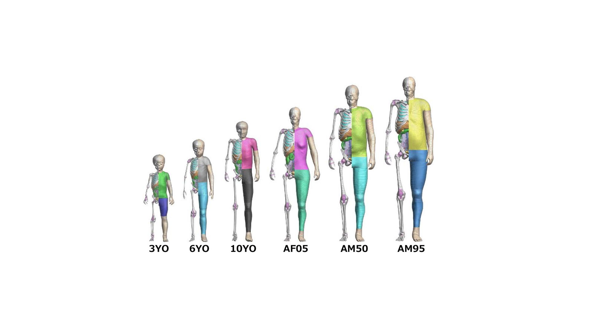 Toyota offers free access to THUMS virtual human body model